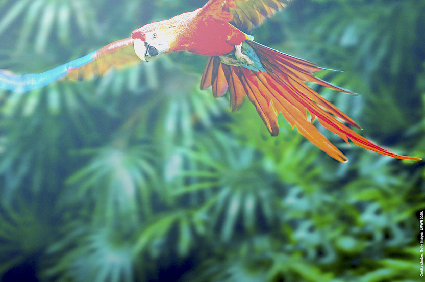 Promo Parrot world : réduction billet -20%